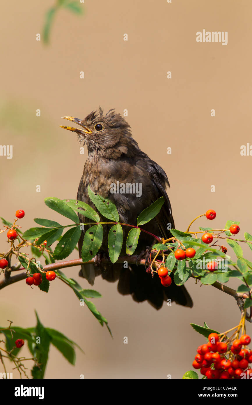 Amsel Turdus Merula (Turdidae) ernähren sich von Beeren auf ein Rowan ...