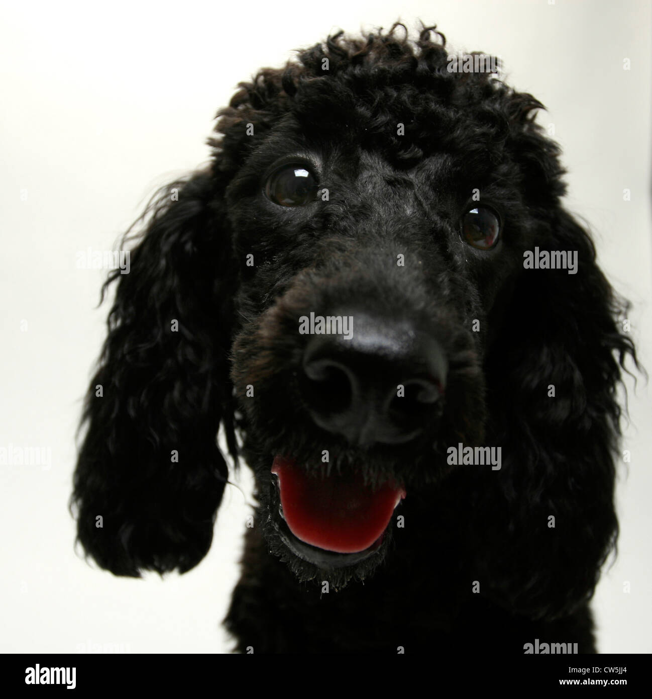 Black poodle -Fotos und -Bildmaterial in hoher Auflösung – Alamy