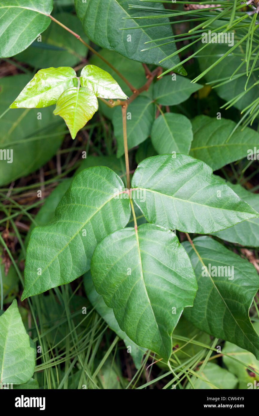 Rhus toxicodendron -Fotos und -Bildmaterial in hoher Auflösung – Alamy