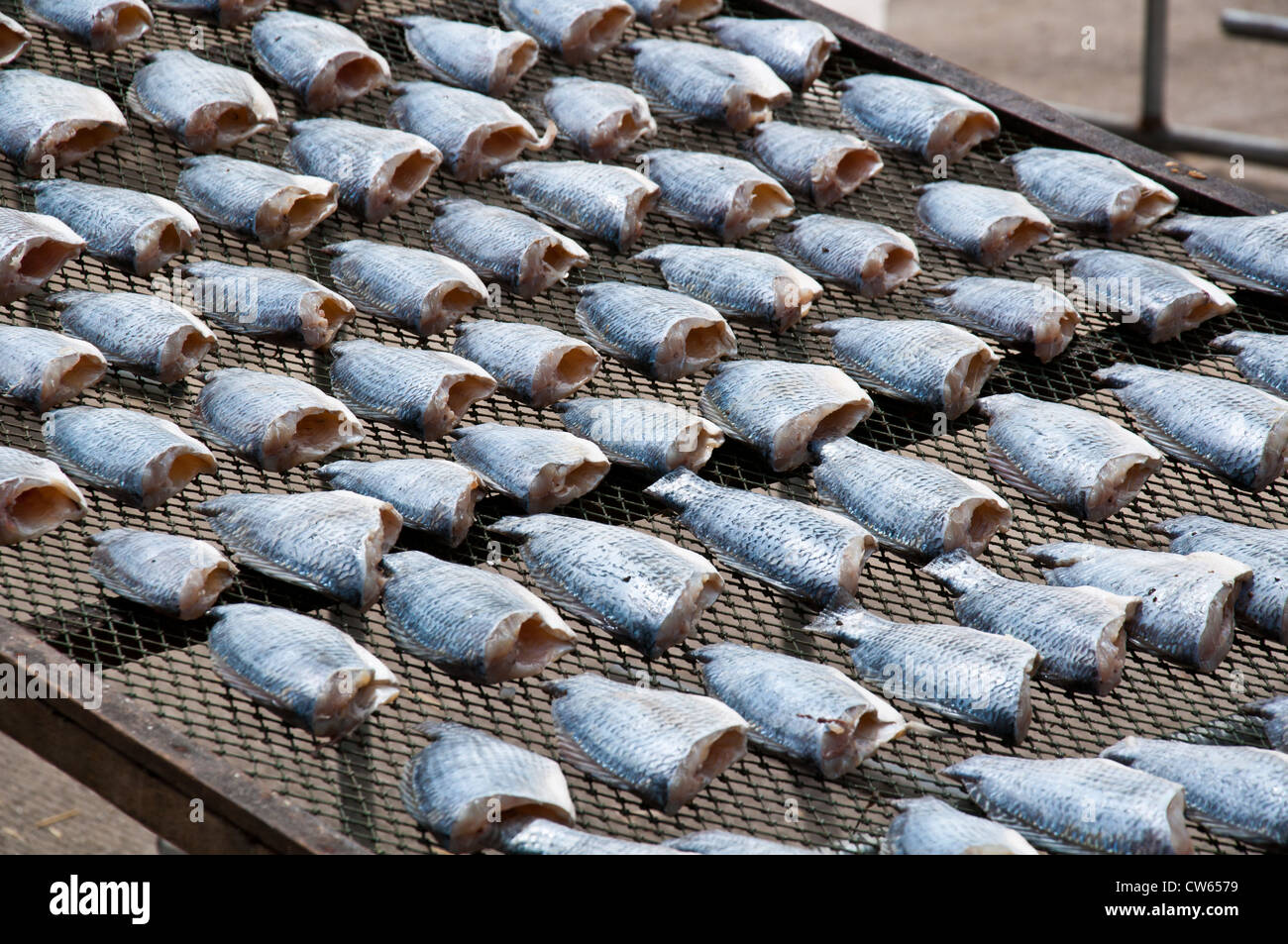 Runder Fisch Stockfotos und -bilder Kaufen - Alamy