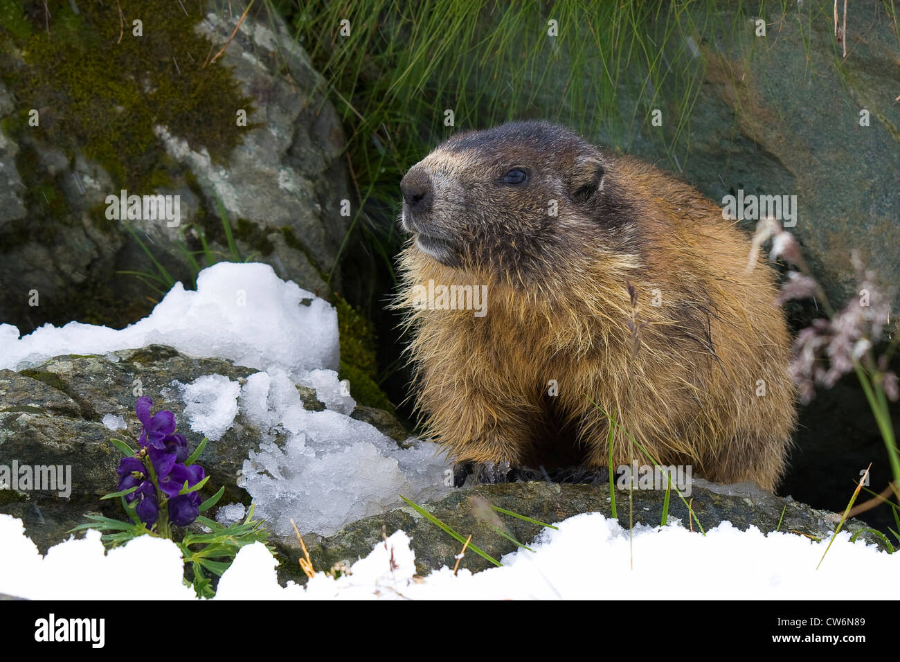 Murmeltier und blumen -Fotos und -Bildmaterial in hoher Auflösung – Alamy