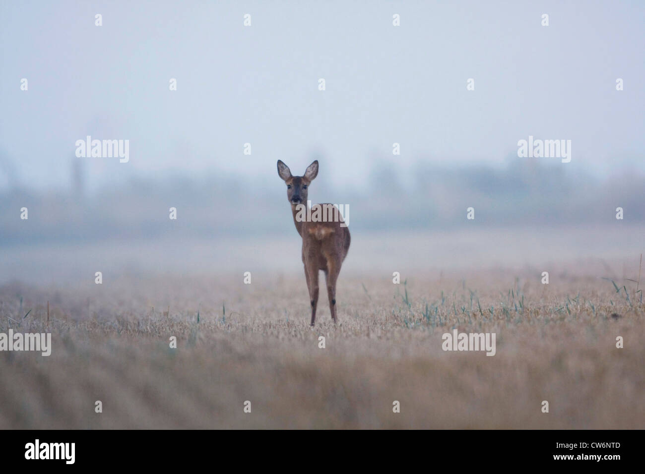 Reh (Capreolus Capreolus), Weibchen auf einem Stoppelfeld im ...