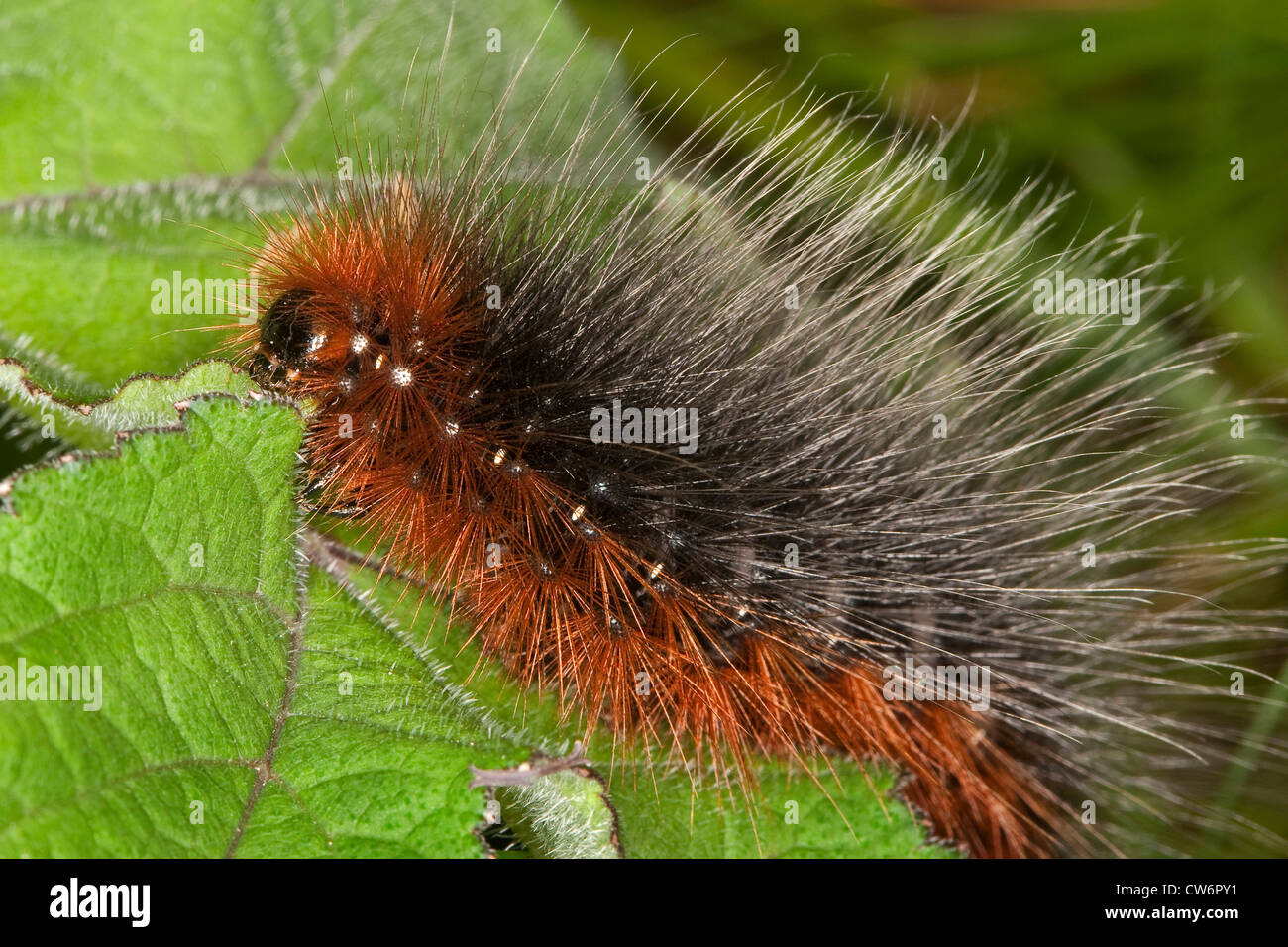 Garten tiger mottenlarve -Fotos und -Bildmaterial in hoher Auflösung ...