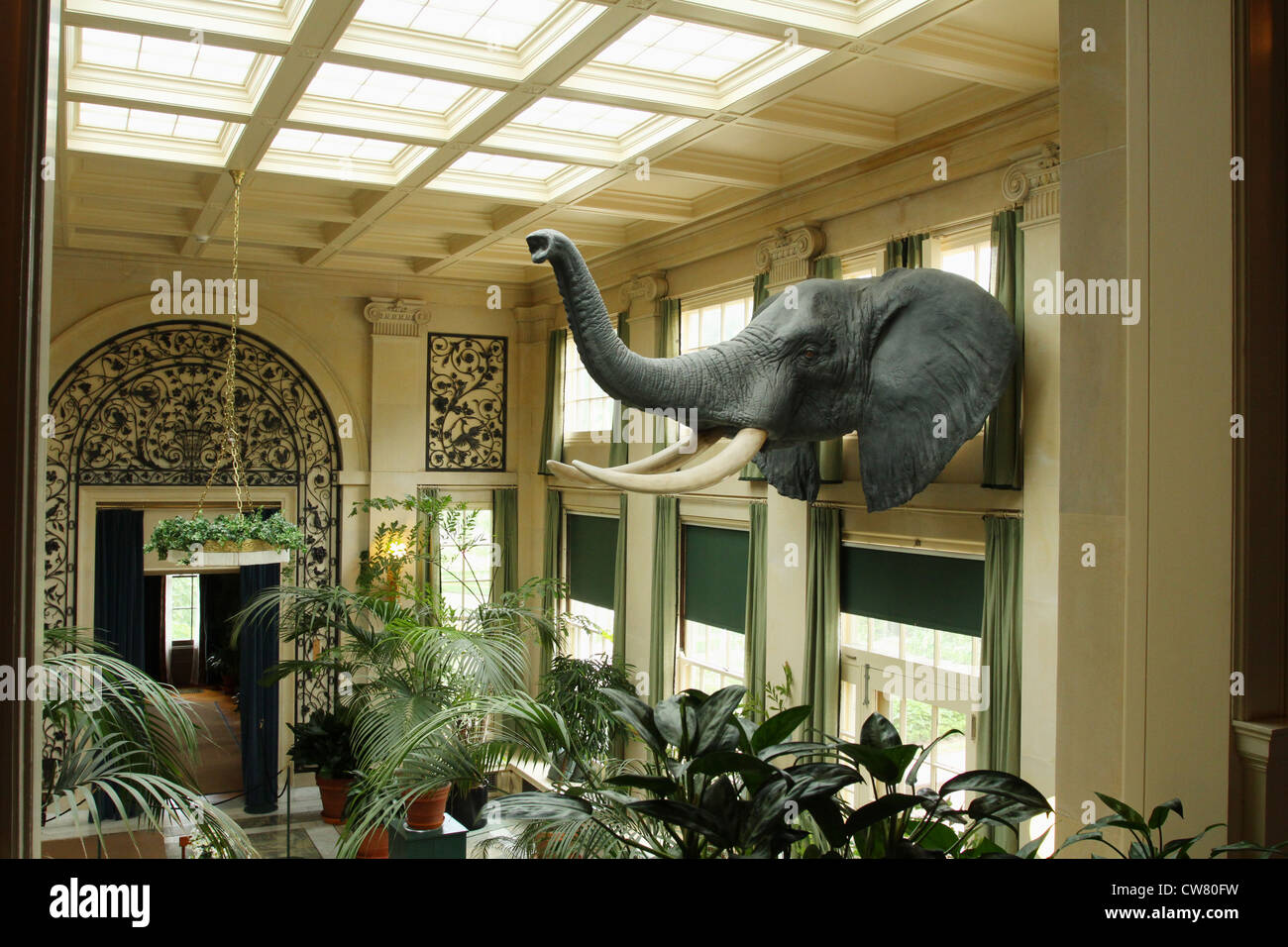 Elephant in room -Fotos und -Bildmaterial in hoher Auflösung – Alamy