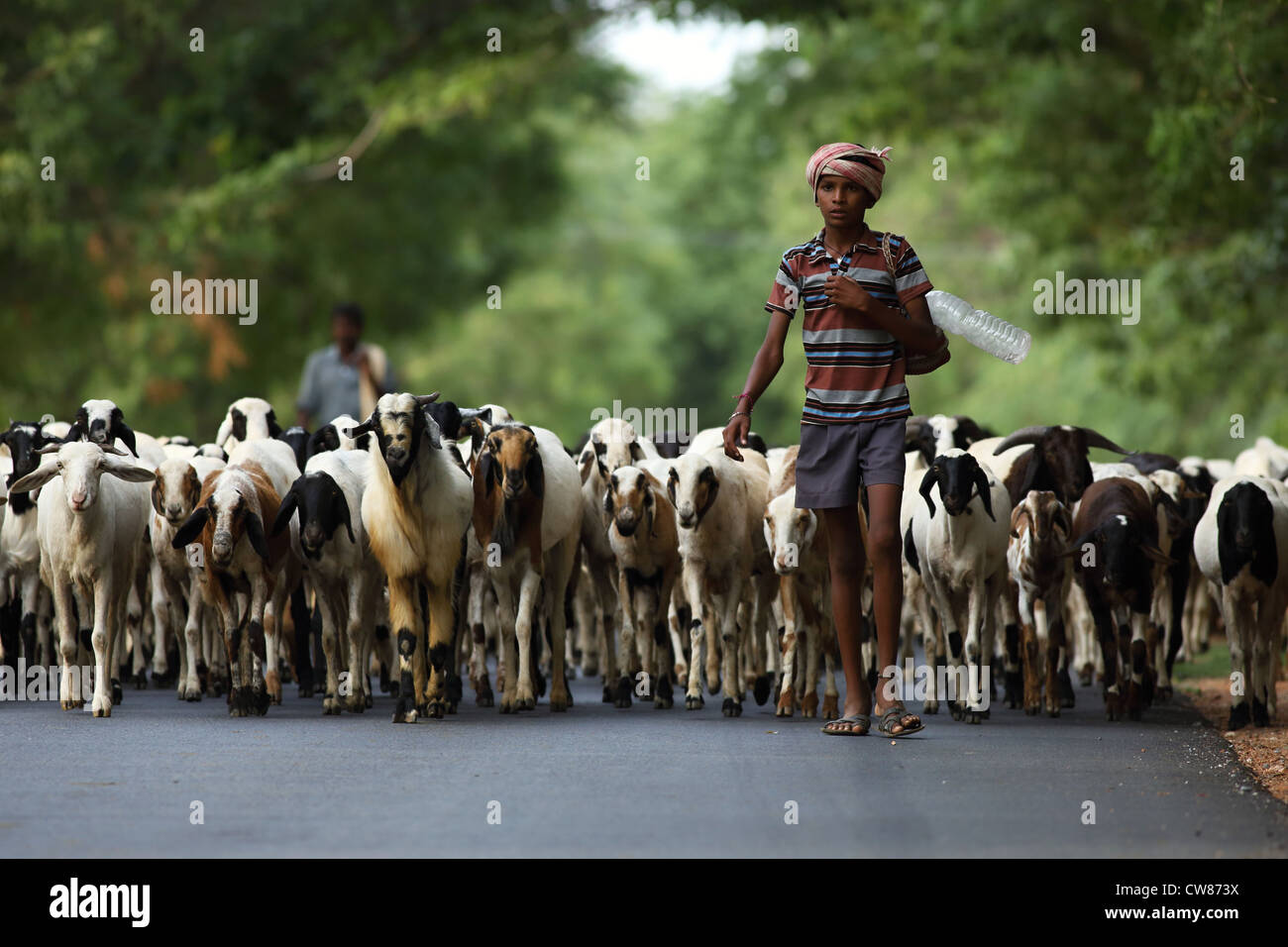 Junger Schafhirte mit Ziegen auf der Straße Andhra Pradesh in Indien ...