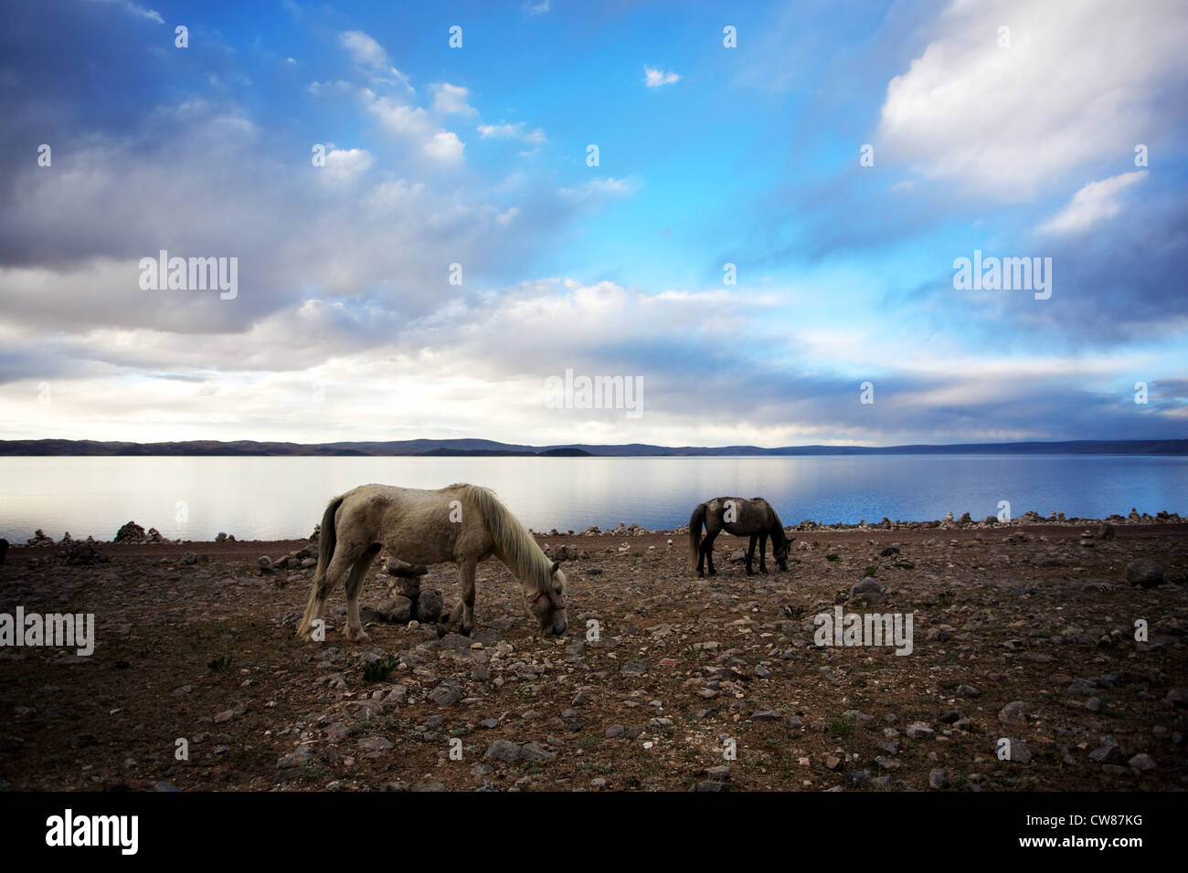 Magisch pferde -Fotos und -Bildmaterial in hoher Auflösung – Alamy