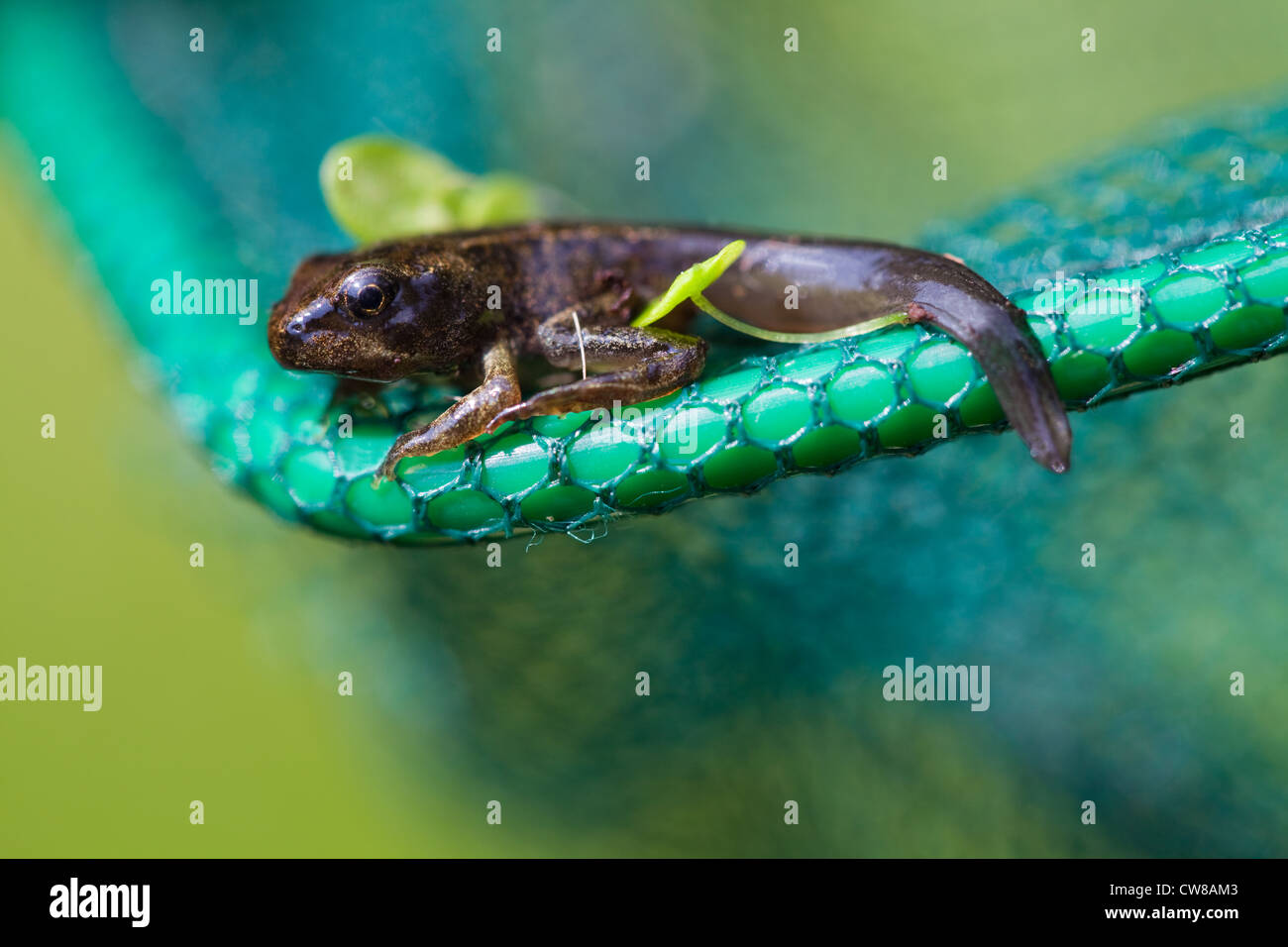 Grasfrosch (Rana Temporaria). Metamorphose abgeschlossen fast ...