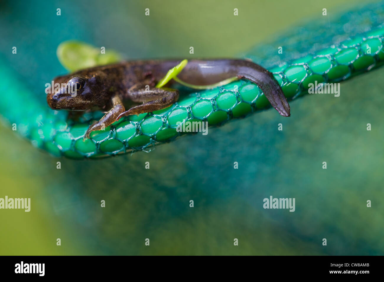 Metamorphose frosch -Fotos und -Bildmaterial in hoher Auflösung – Alamy