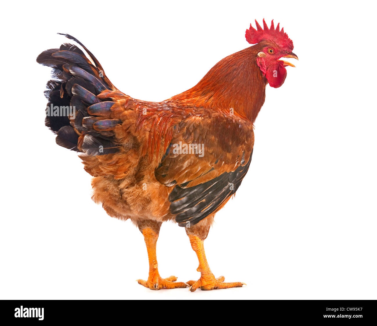 Hahn Bauernhof Vogel geschossen im Studio auf weiß Stockfotografie - Alamy