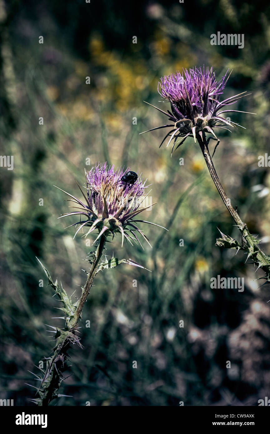 Stachelige Distel Stockfotos und -bilder Kaufen - Alamy