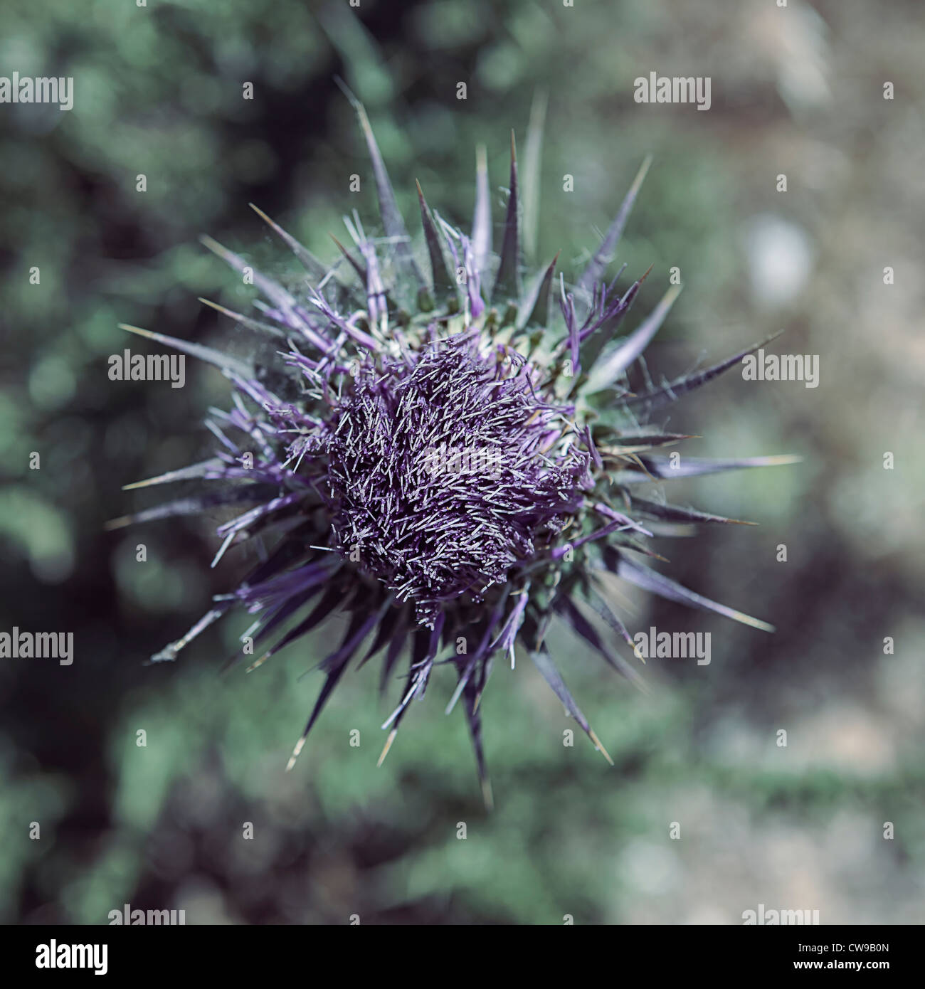 Distel stachelige pflanze -Fotos und -Bildmaterial in hoher Auflösung ...