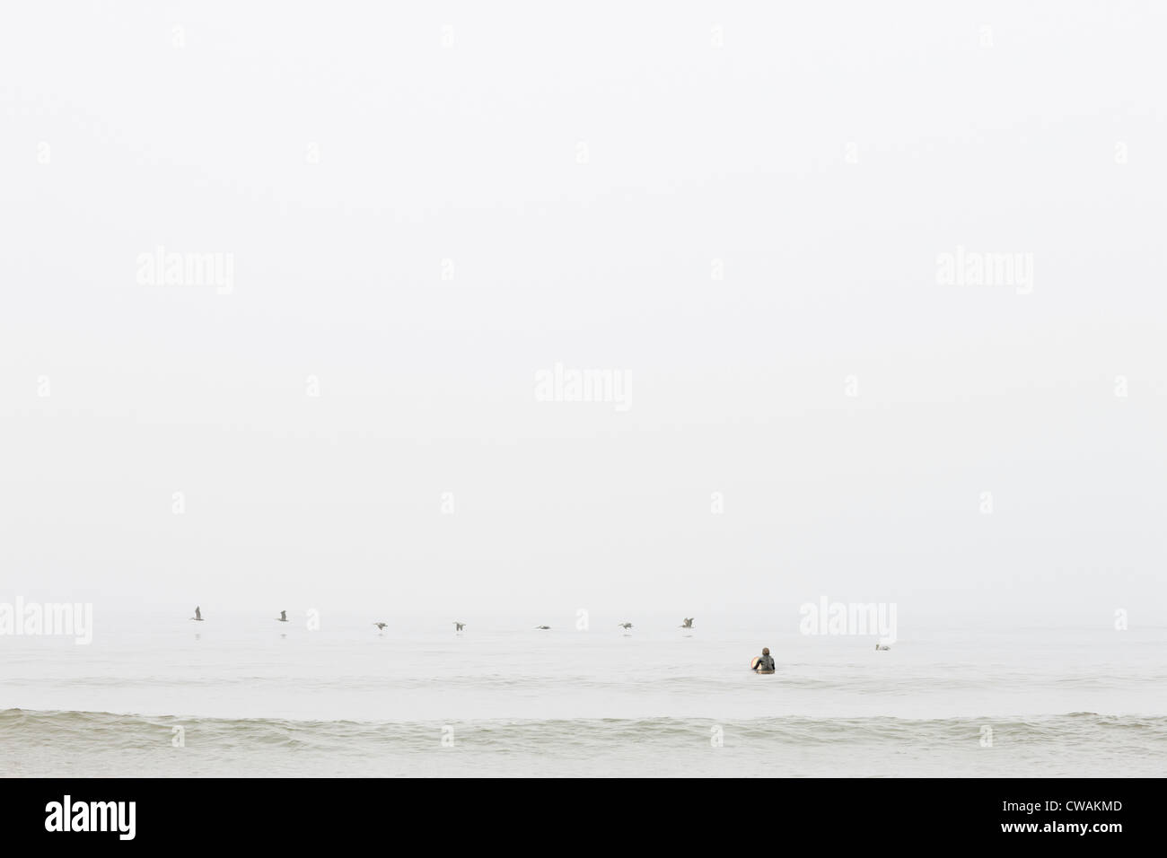 Surfer und vogel -Fotos und -Bildmaterial in hoher Auflösung – Alamy