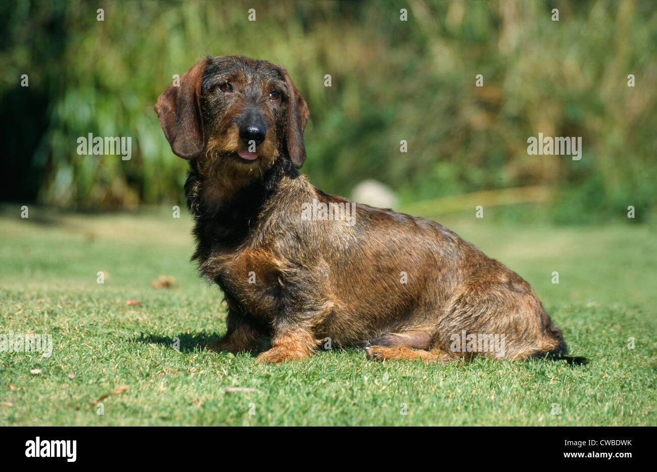 Dackel sitzend -Fotos und -Bildmaterial in hoher Auflösung – Alamy