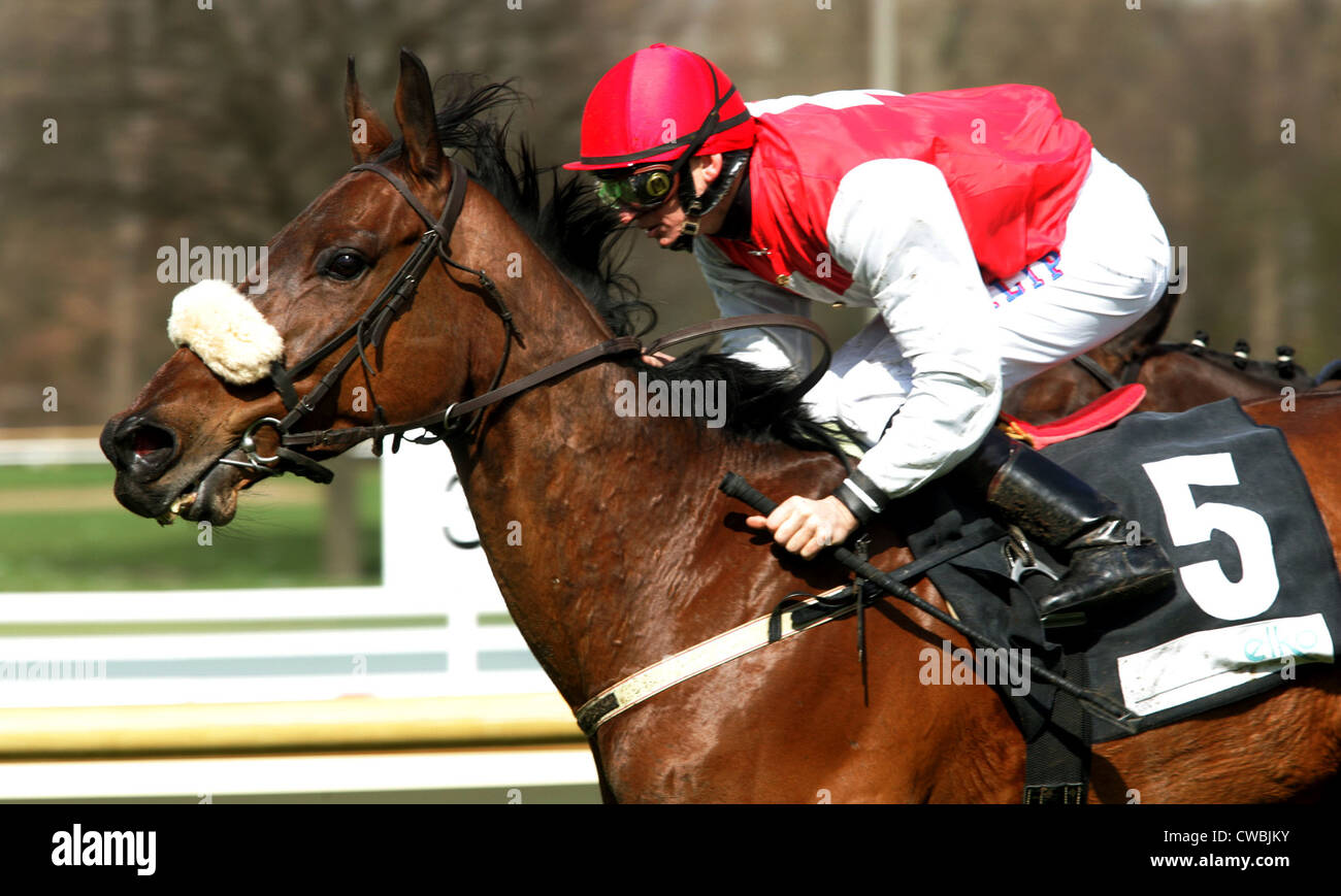 Rennpferd in aktion -Fotos und -Bildmaterial in hoher Auflösung – Alamy