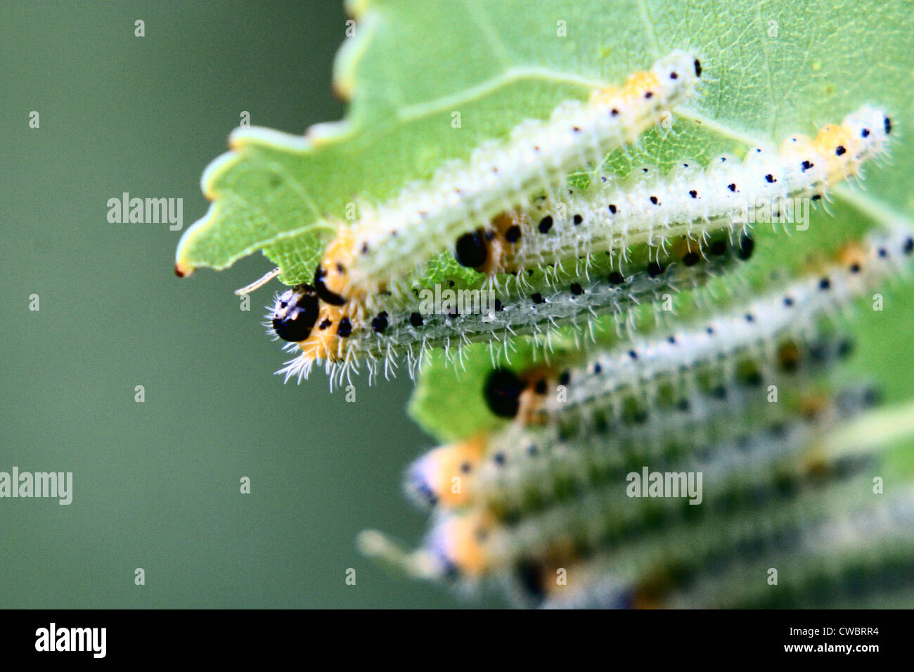 Winzige raupen -Fotos und -Bildmaterial in hoher Auflösung – Alamy
