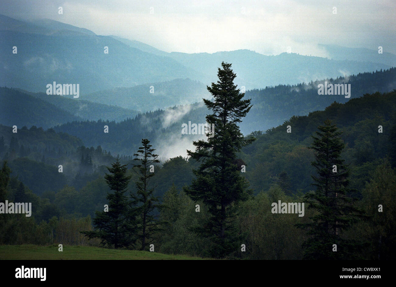 Carpatii curburii -Fotos und -Bildmaterial in hoher Auflösung – Alamy