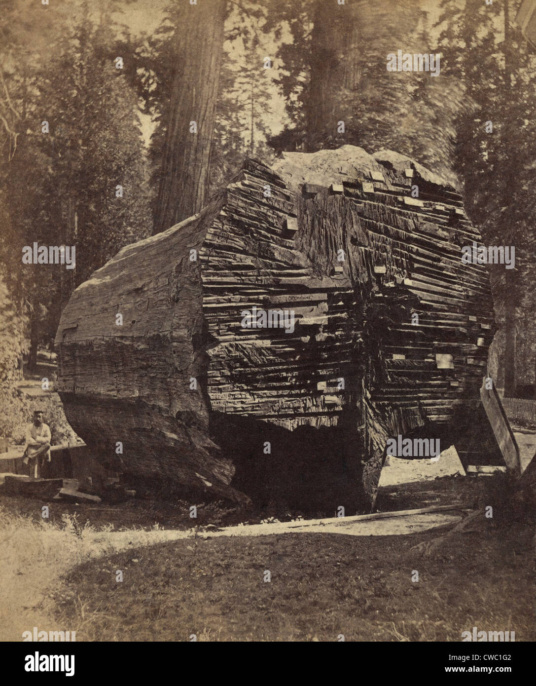 Den ursprünglichen Grossbaum war 92 Fuß im Umfang wenn gefällt ca. 1875 ...