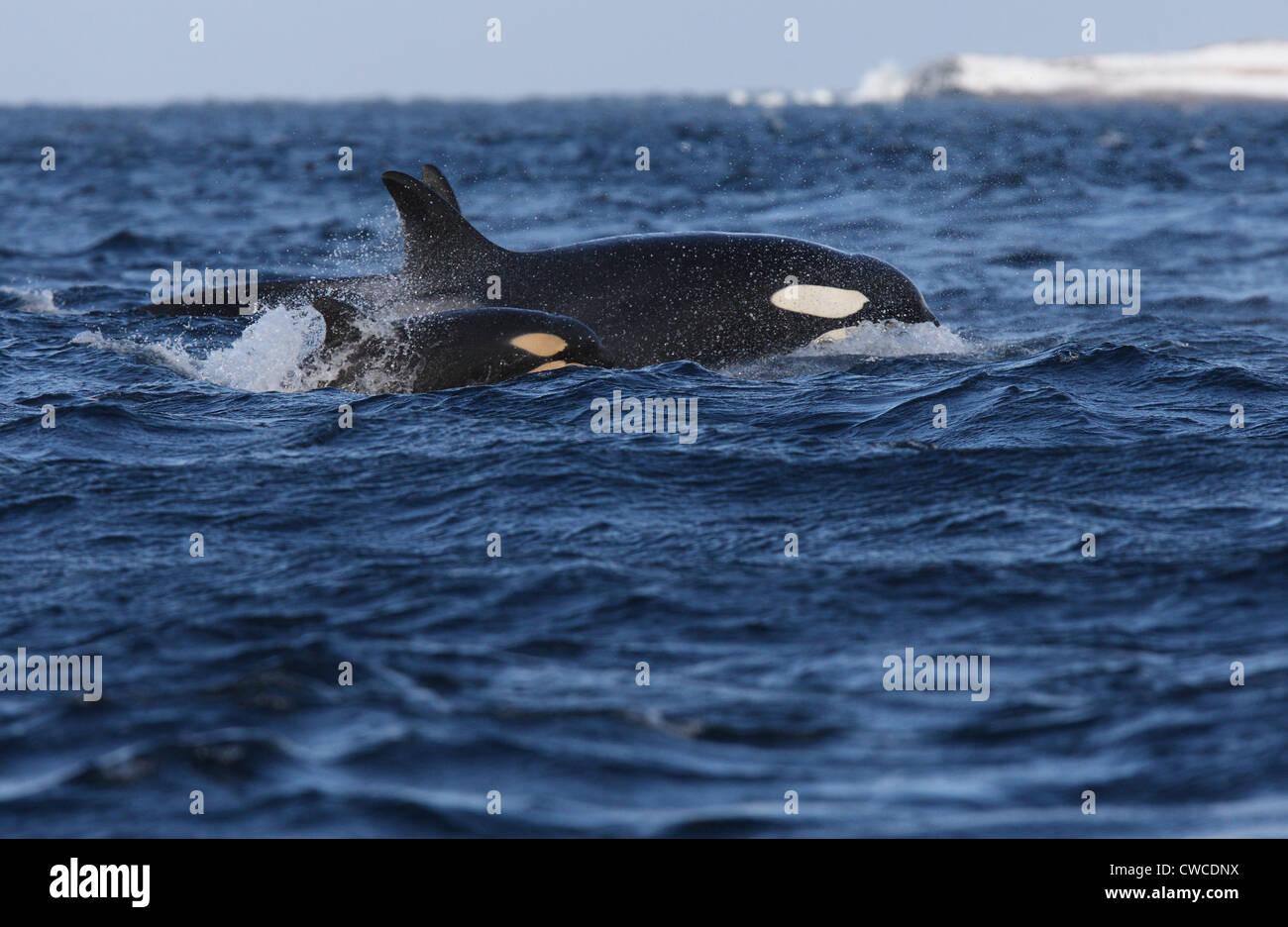 Großer Schwertwal Orcinus Orca Mutter und Kalb vor Hornoya Vardo ...