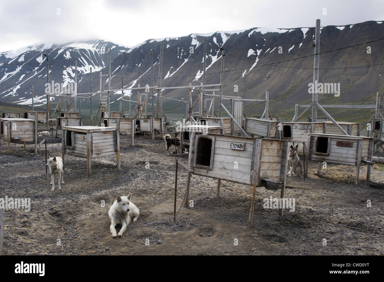 Husky dogs longyearbyen spitsbergen svalbard -Fotos und -Bildmaterial ...