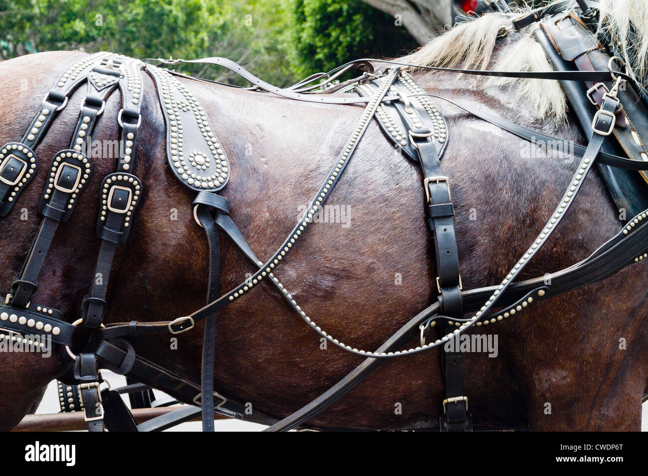 Leder pferdegeschirr -Fotos und -Bildmaterial in hoher Auflösung – Alamy