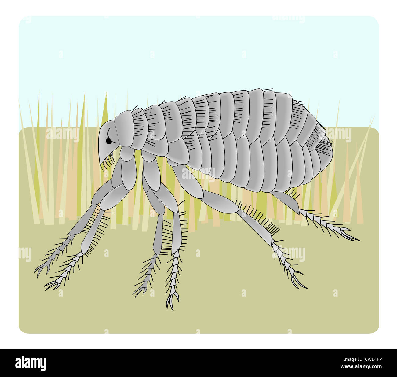 Vektor-Illustration der Haushund floh mit seinen stacheligen Beinchen ...
