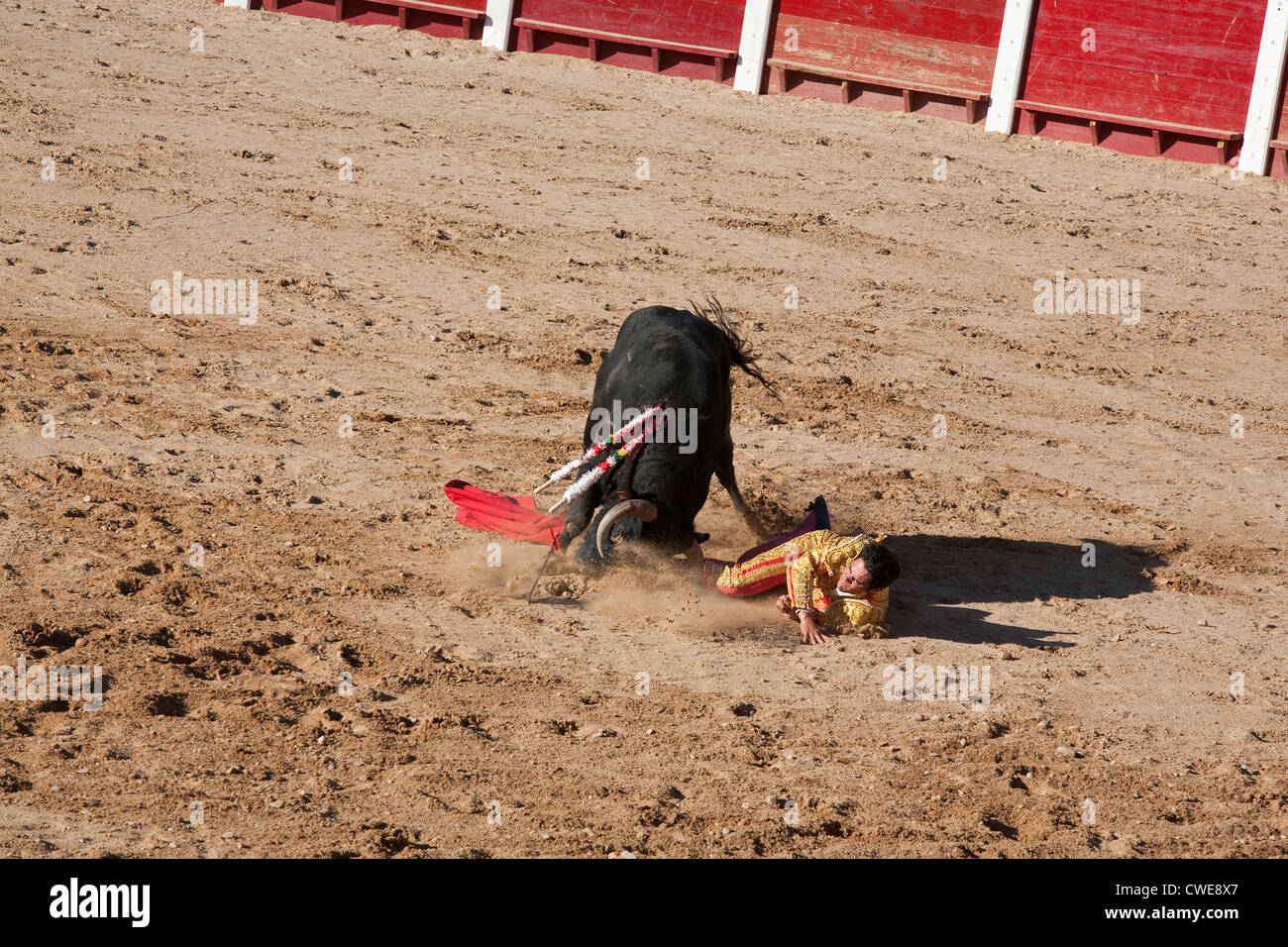 Bleeding cattle -Fotos und -Bildmaterial in hoher Auflösung – Alamy