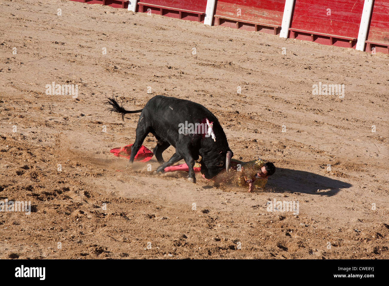 Bleeding cattle -Fotos und -Bildmaterial in hoher Auflösung – Alamy