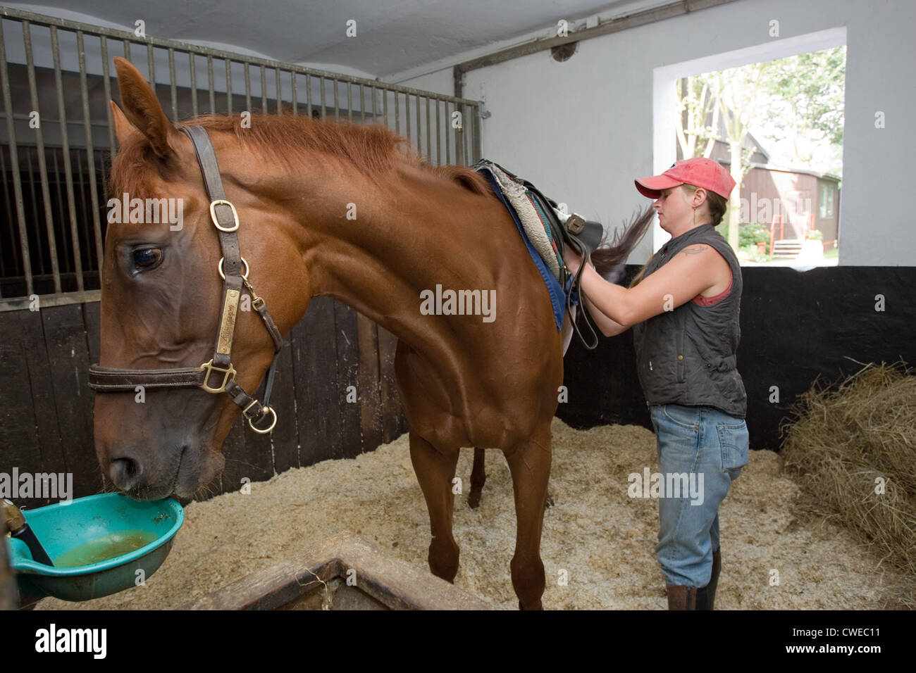 Horse saddled -Fotos und -Bildmaterial in hoher Auflösung – Alamy