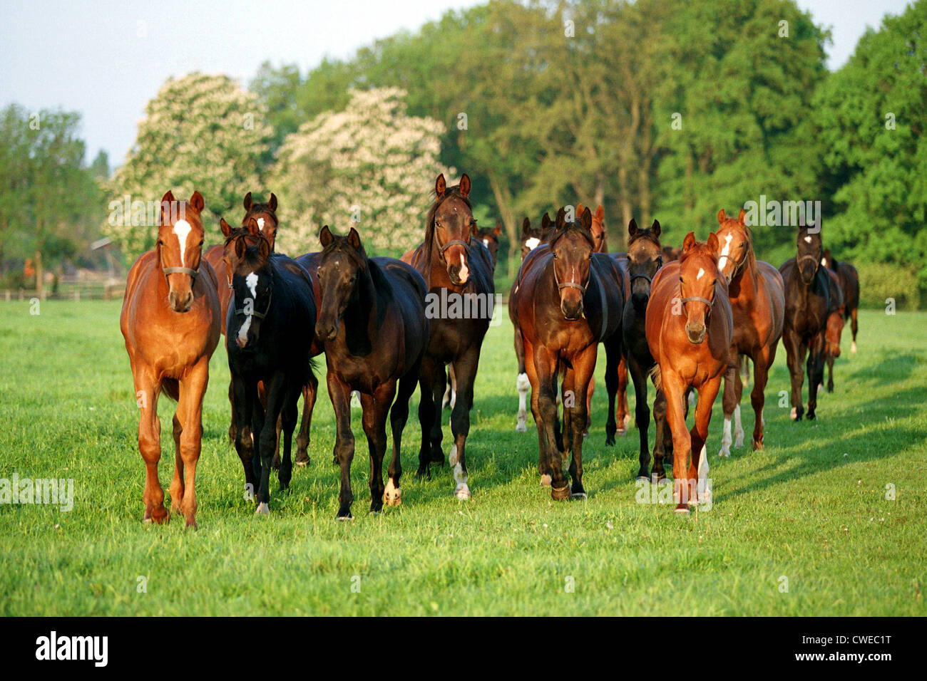 Aufmerksamkeit weidende tiere -Fotos und -Bildmaterial in hoher ...