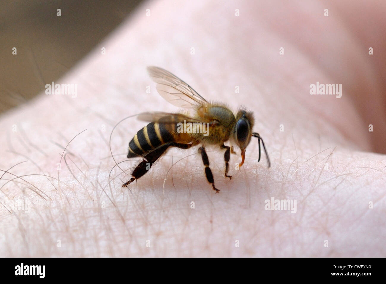 Schwitzen Sie Biene (Meliponine SP.) trinken Schweiß aus der Fotografen ...