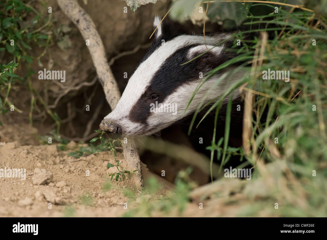 Setze dachs -Fotos und -Bildmaterial in hoher Auflösung – Alamy