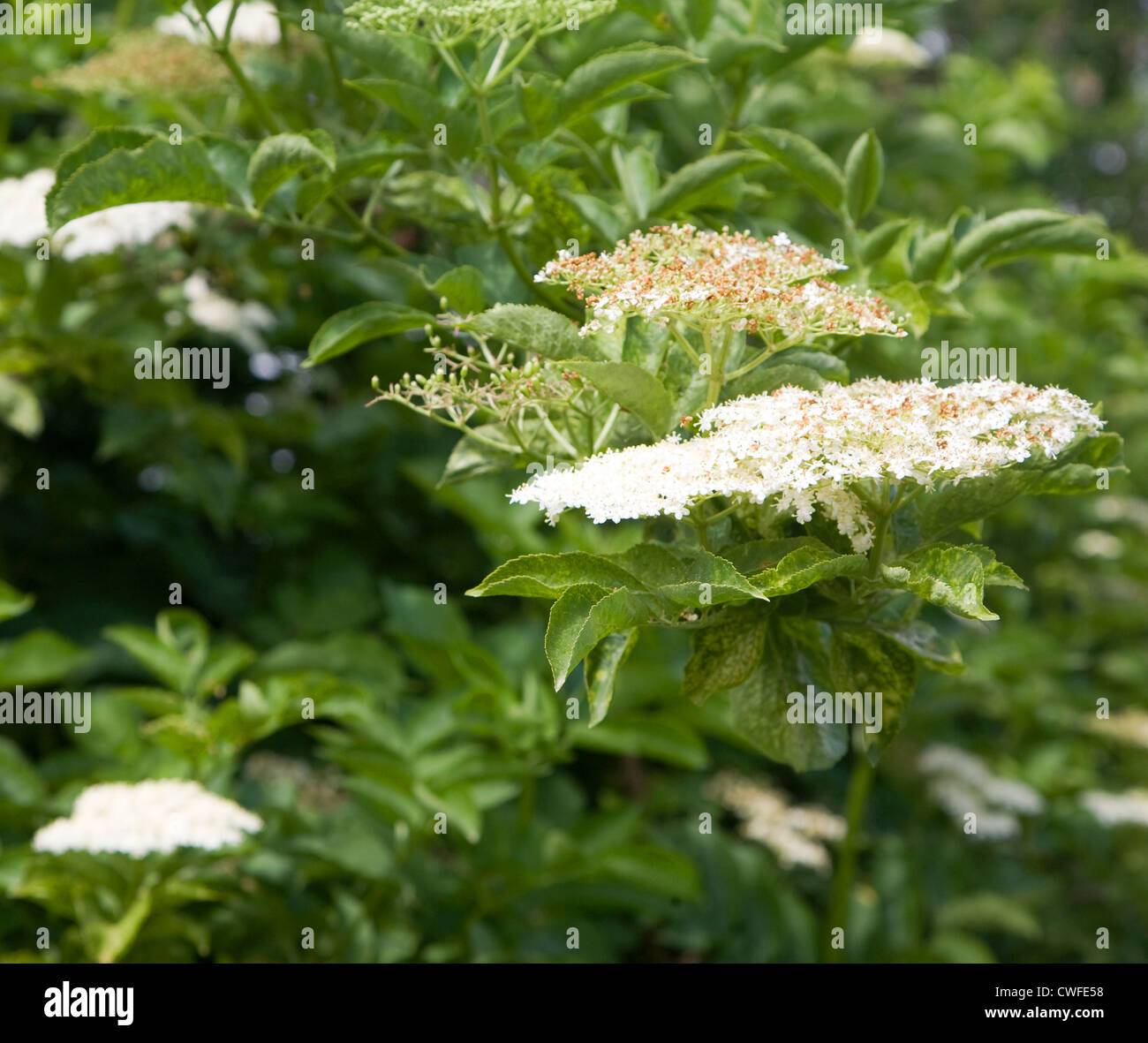 Holunder strauch -Fotos und -Bildmaterial in hoher Auflösung – Alamy