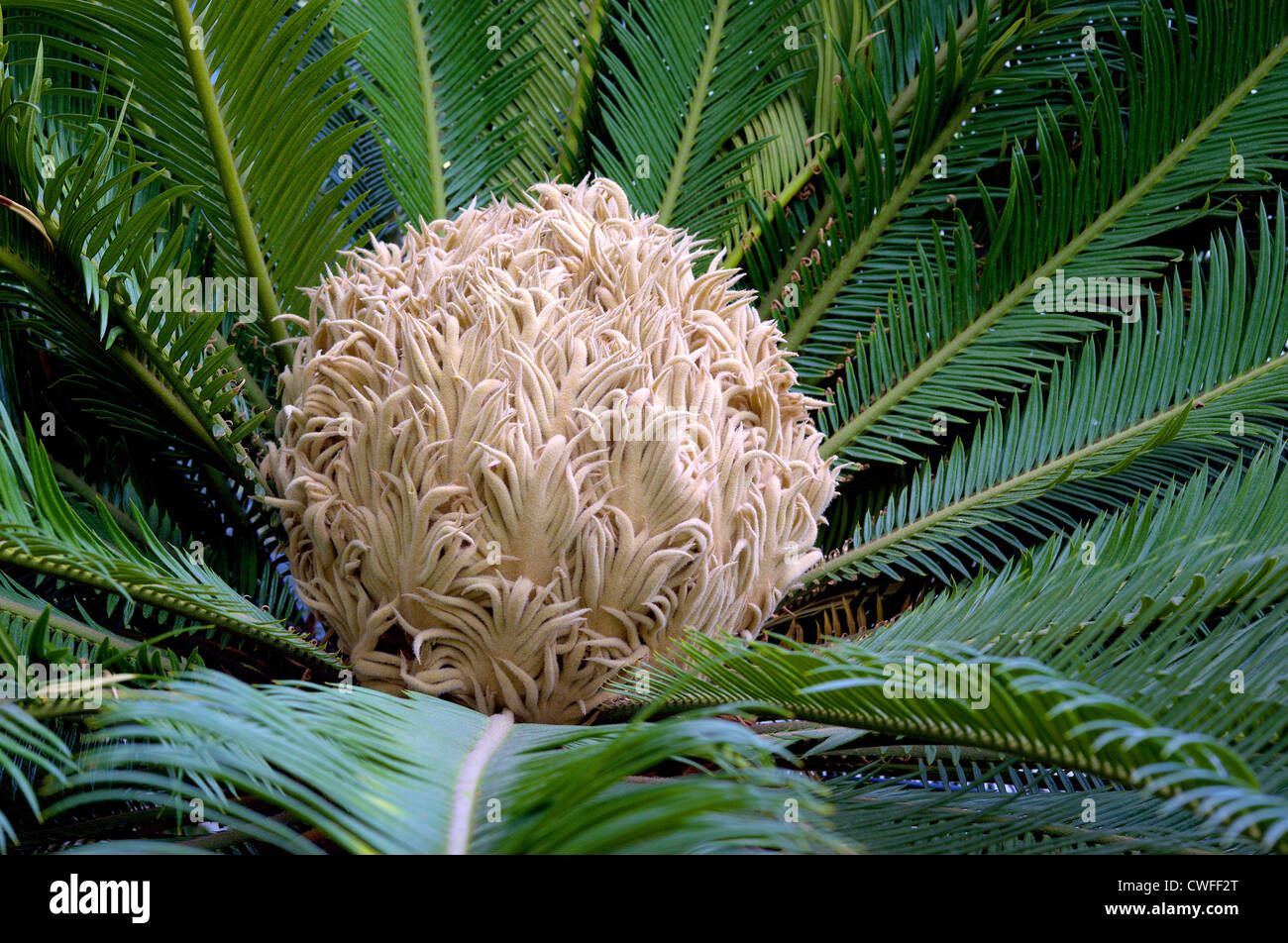 Sago Palme Stockfotos und -bilder Kaufen - Alamy