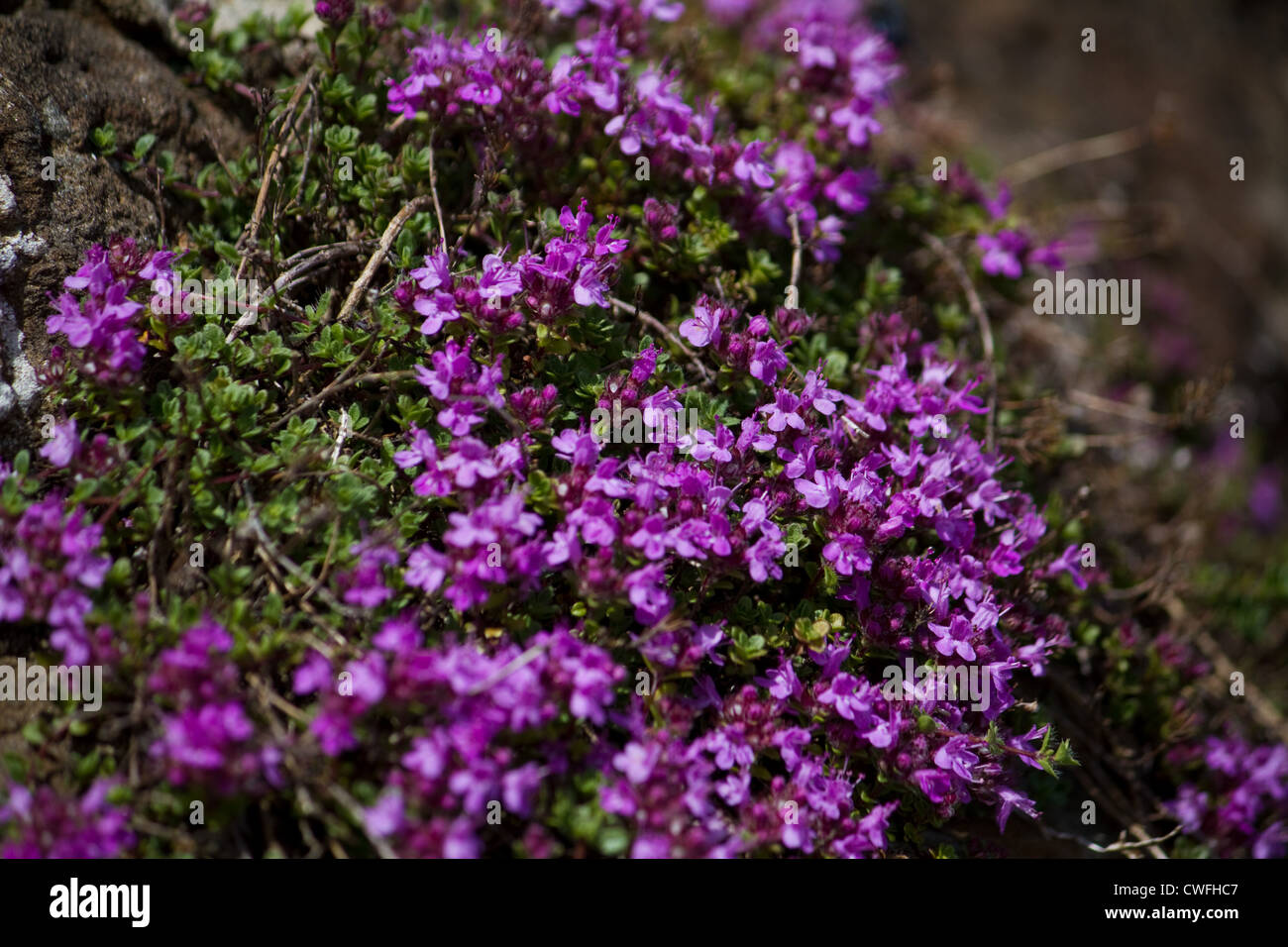 Wild Thyme Thymus Serpyllum Stockfotos und -bilder Kaufen - Alamy