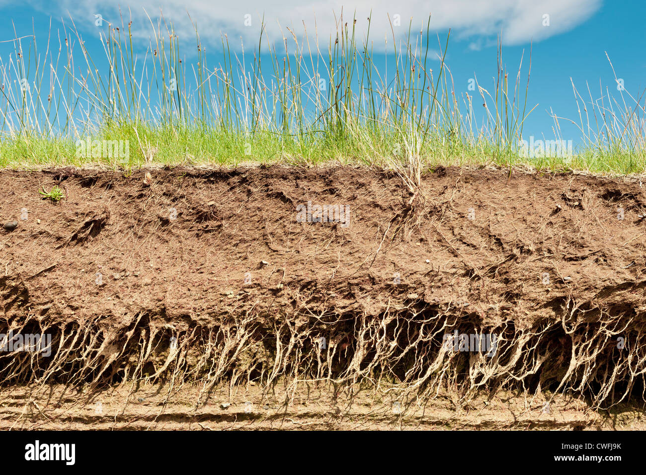 Querschnitt der Erde mit Wurzeln und Schichten von Schmutz an einem ...