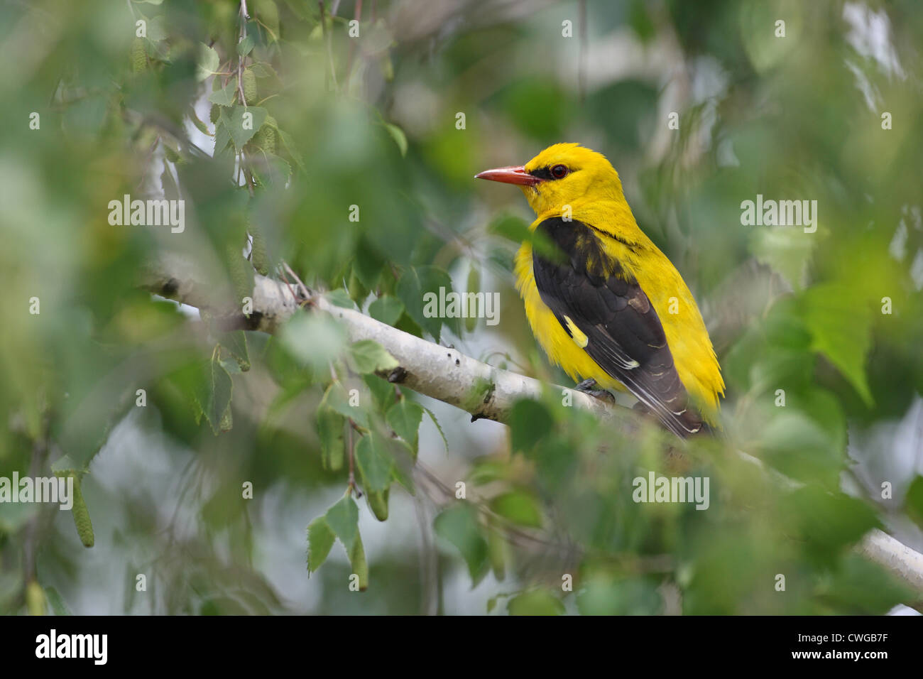 Pirol (Oriolus Oriolus), Männchen auf einem Ast der Birke, Bulgarien ...