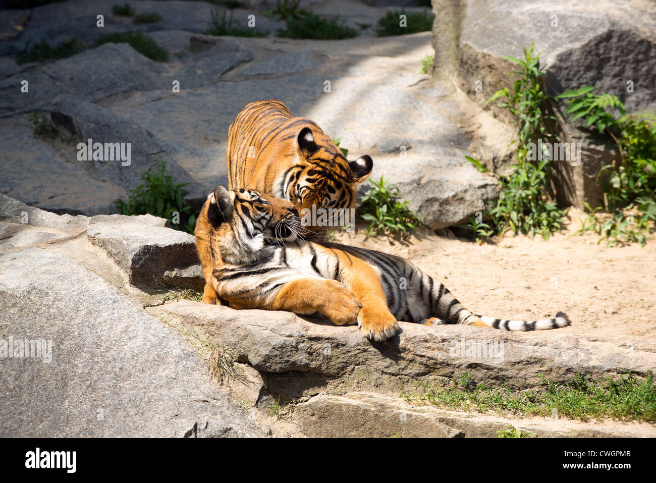 Tiger in berlin zoo -Fotos und -Bildmaterial in hoher Auflösung – Alamy