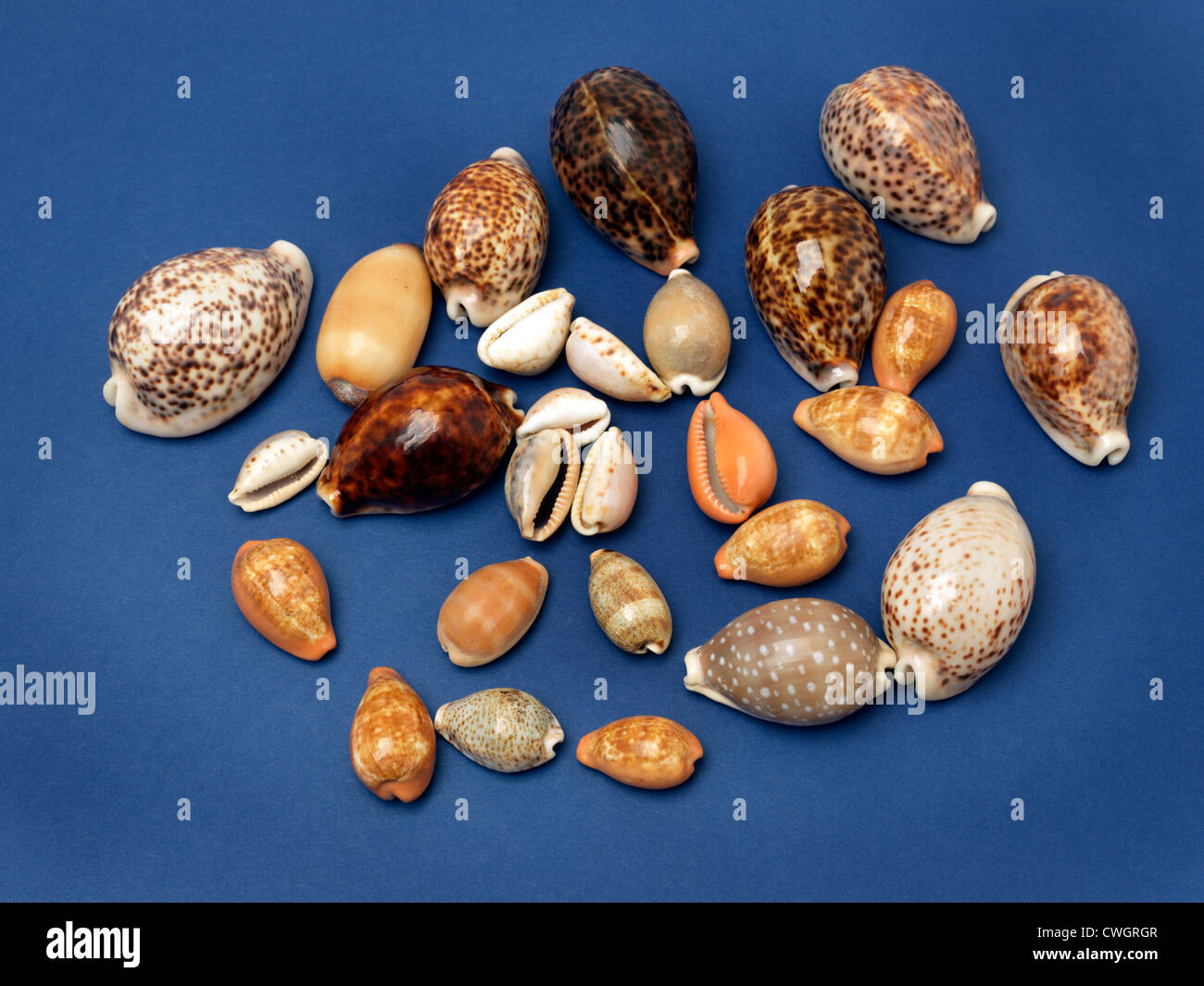 Kauri muscheln -Fotos und -Bildmaterial in hoher Auflösung – Alamy