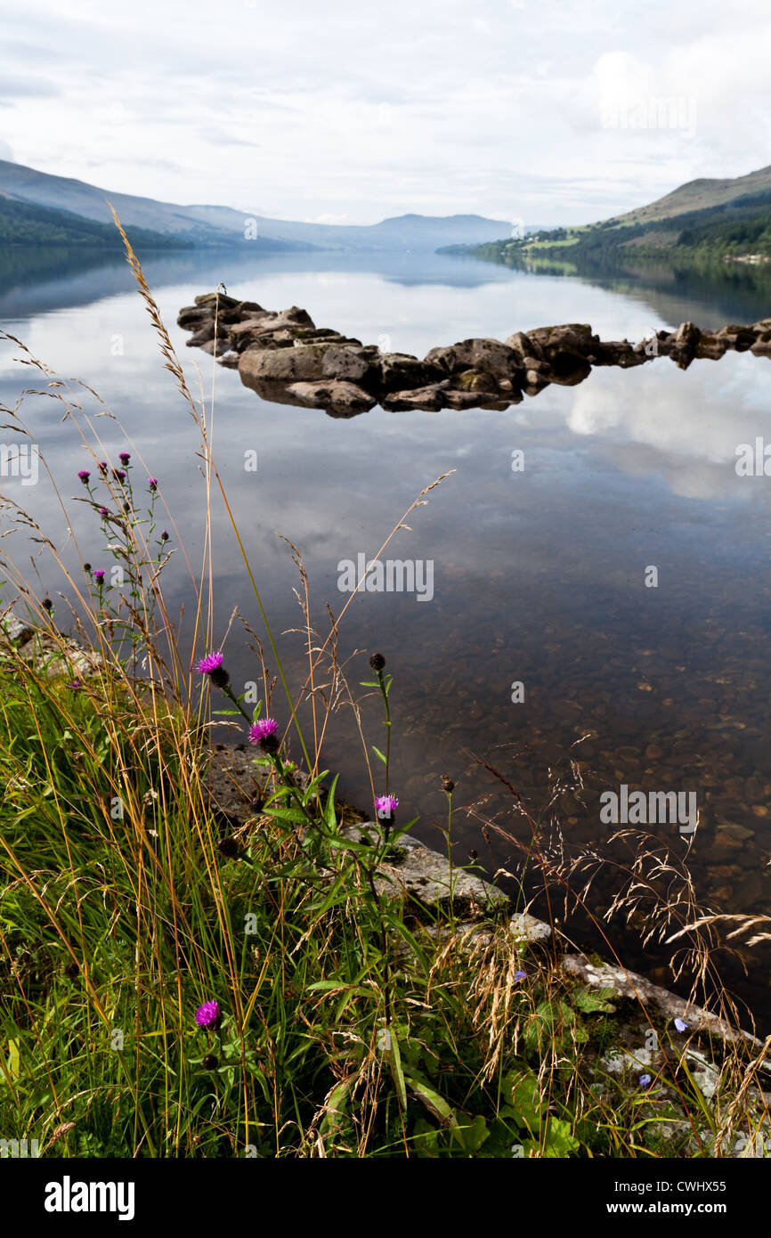 Schottische schafe und disteln -Fotos und -Bildmaterial in hoher ...