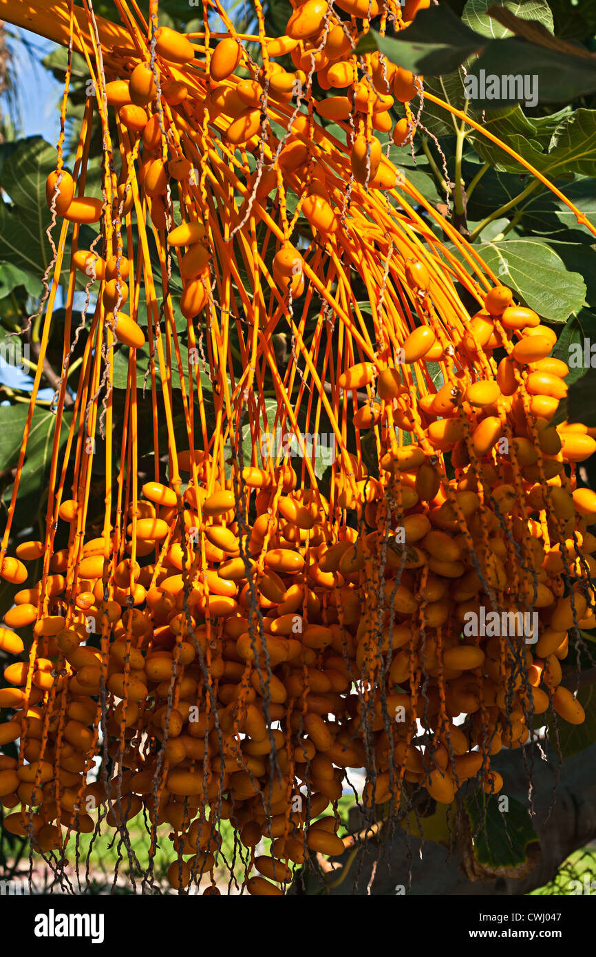 Frische Datteln An Einem Baum Stockfotos & Frische Datteln An Einem ...