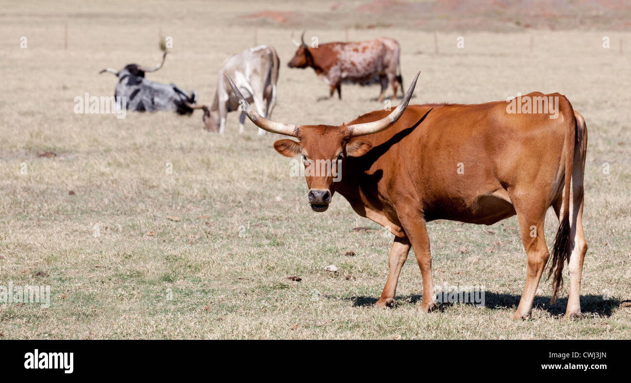 Stier im feld -Fotos und -Bildmaterial in hoher Auflösung – Alamy