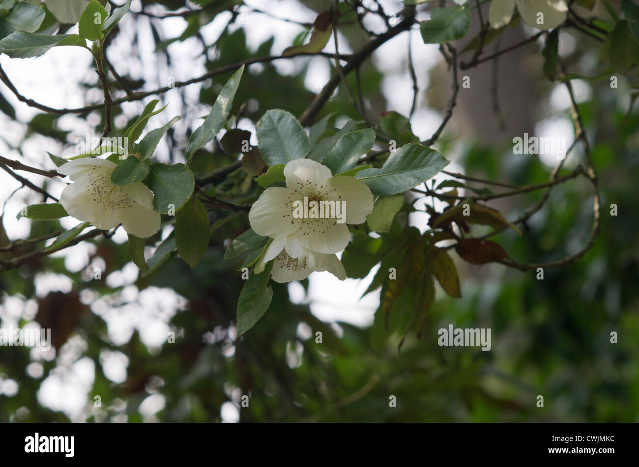 Tree eucryphia -Fotos und -Bildmaterial in hoher Auflösung – Alamy