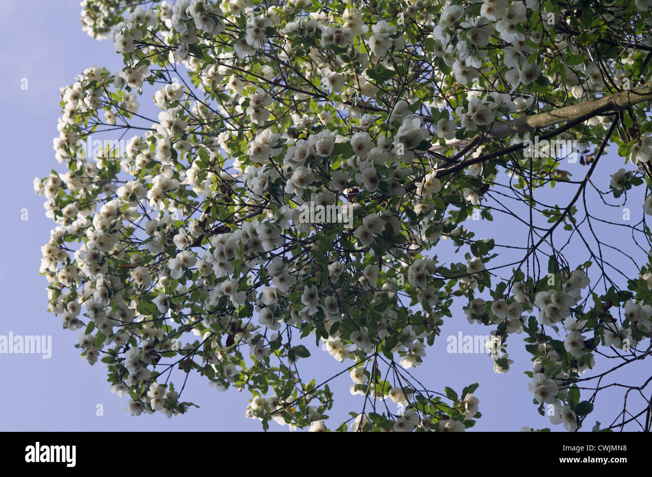 Tree eucryphia -Fotos und -Bildmaterial in hoher Auflösung – Alamy