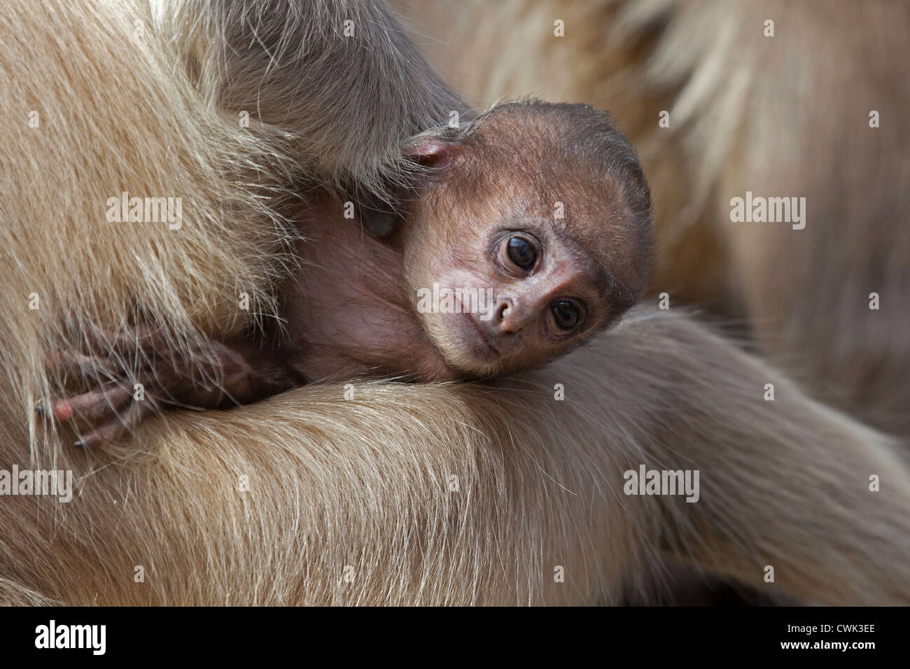 Affe Hanuman Stockfotos und -bilder Kaufen - Alamy