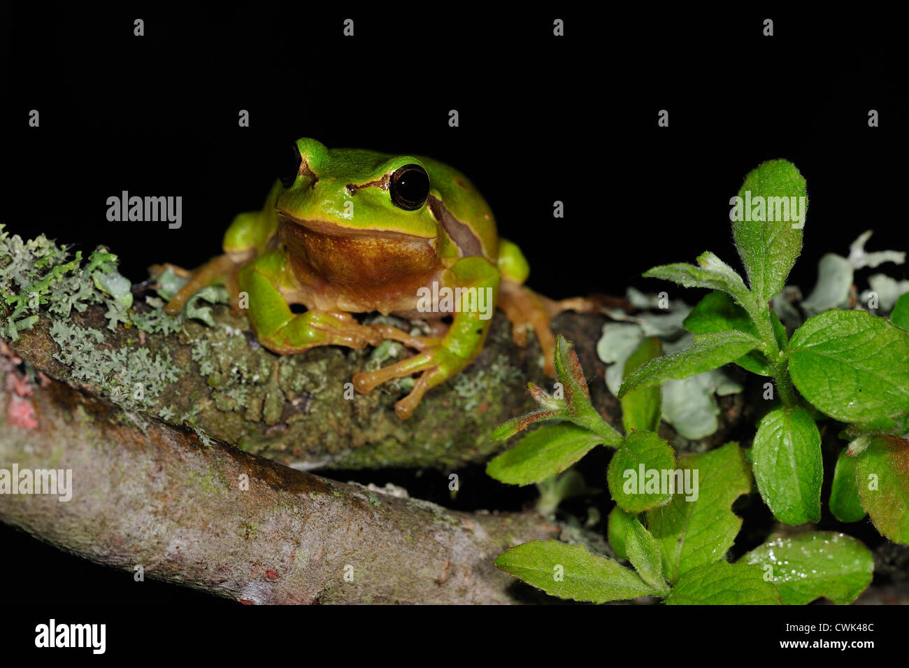Frosch auf dem moos -Fotos und -Bildmaterial in hoher Auflösung – Alamy