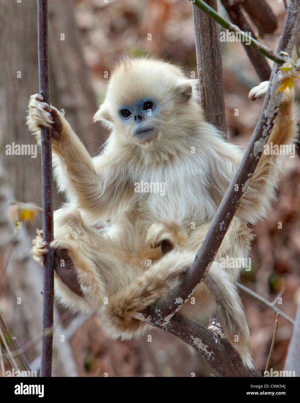 Qinling, China, goldenen Affen Youngster im Baum Stockfotografie - Alamy