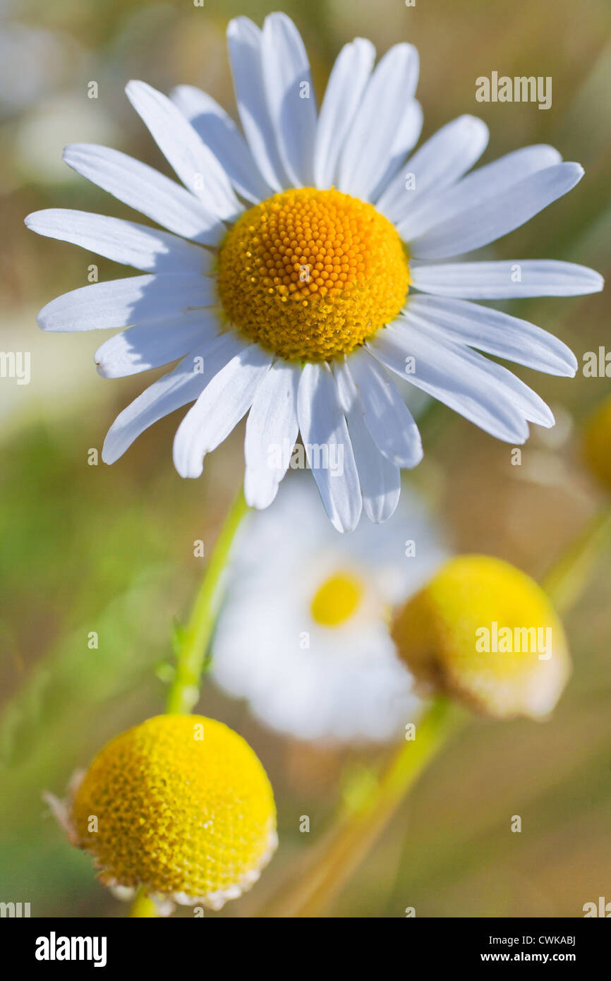 Matricaria Perforata Stockfotos und -bilder Kaufen - Alamy