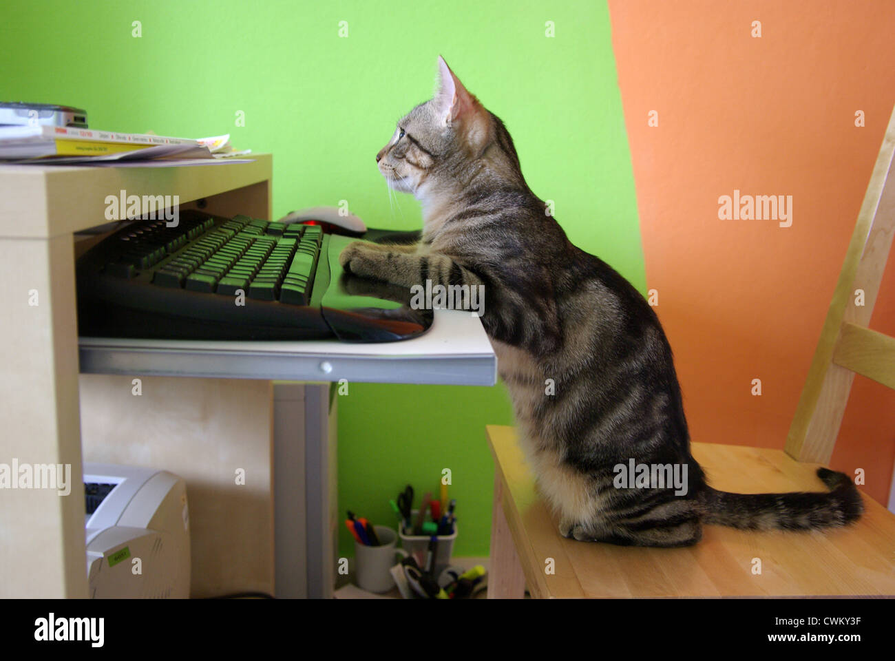 Katze und computer -Fotos und -Bildmaterial in hoher Auflösung – Alamy