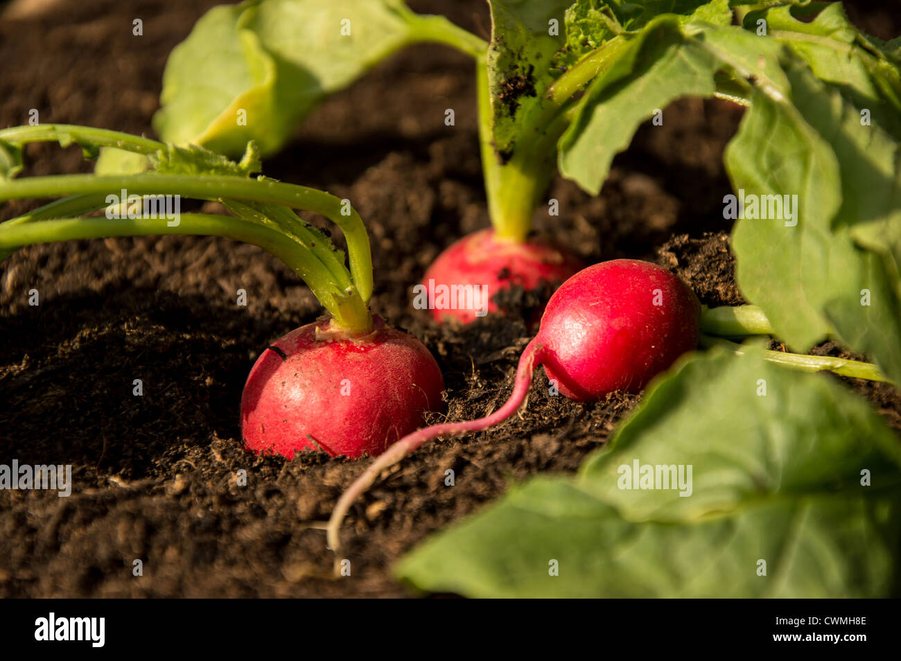 Radieschen ernten erde -Fotos und -Bildmaterial in hoher Auflösung – Alamy