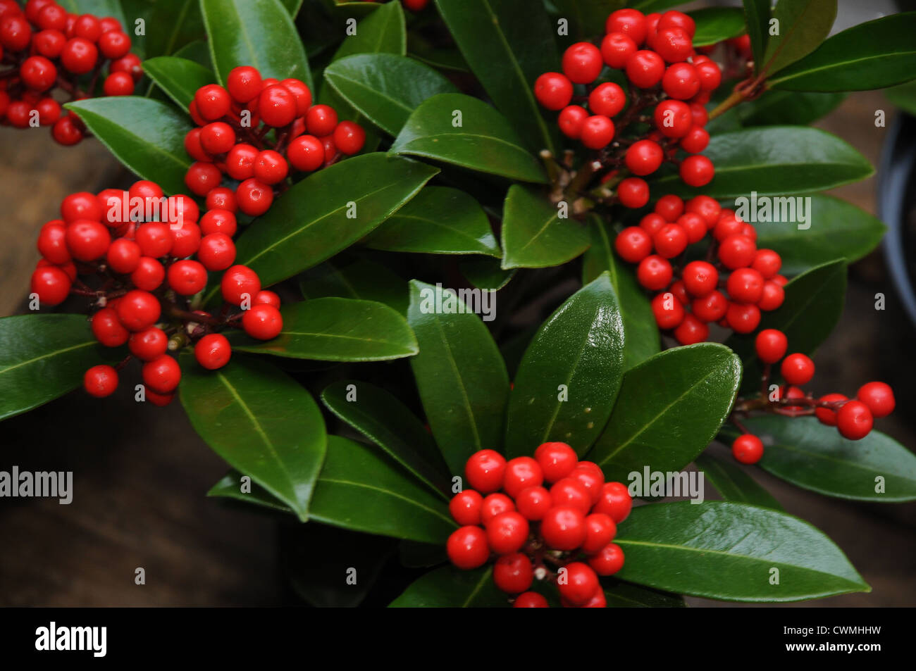 Skimmia Japonica Subspecies Reevesiana Stockfotografie - Alamy